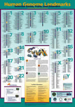 Free Human Genome Landmarks Poster - I Crave Freebies