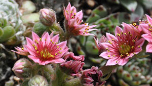 FREE 2020 SFPUC Calendar - I Crave Freebies